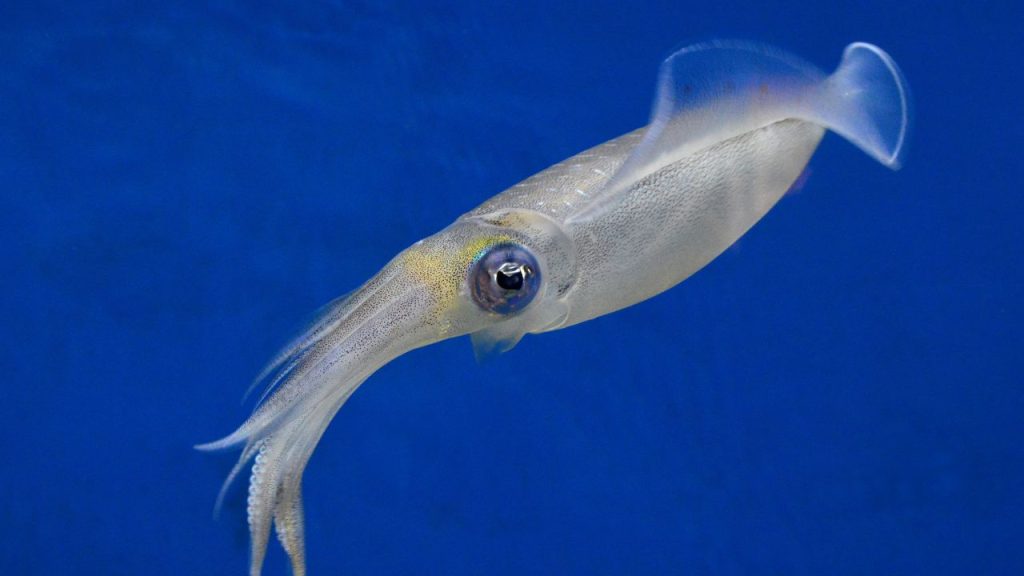 Night Squid Fishing in Halong Bay: A Unique Local Experience